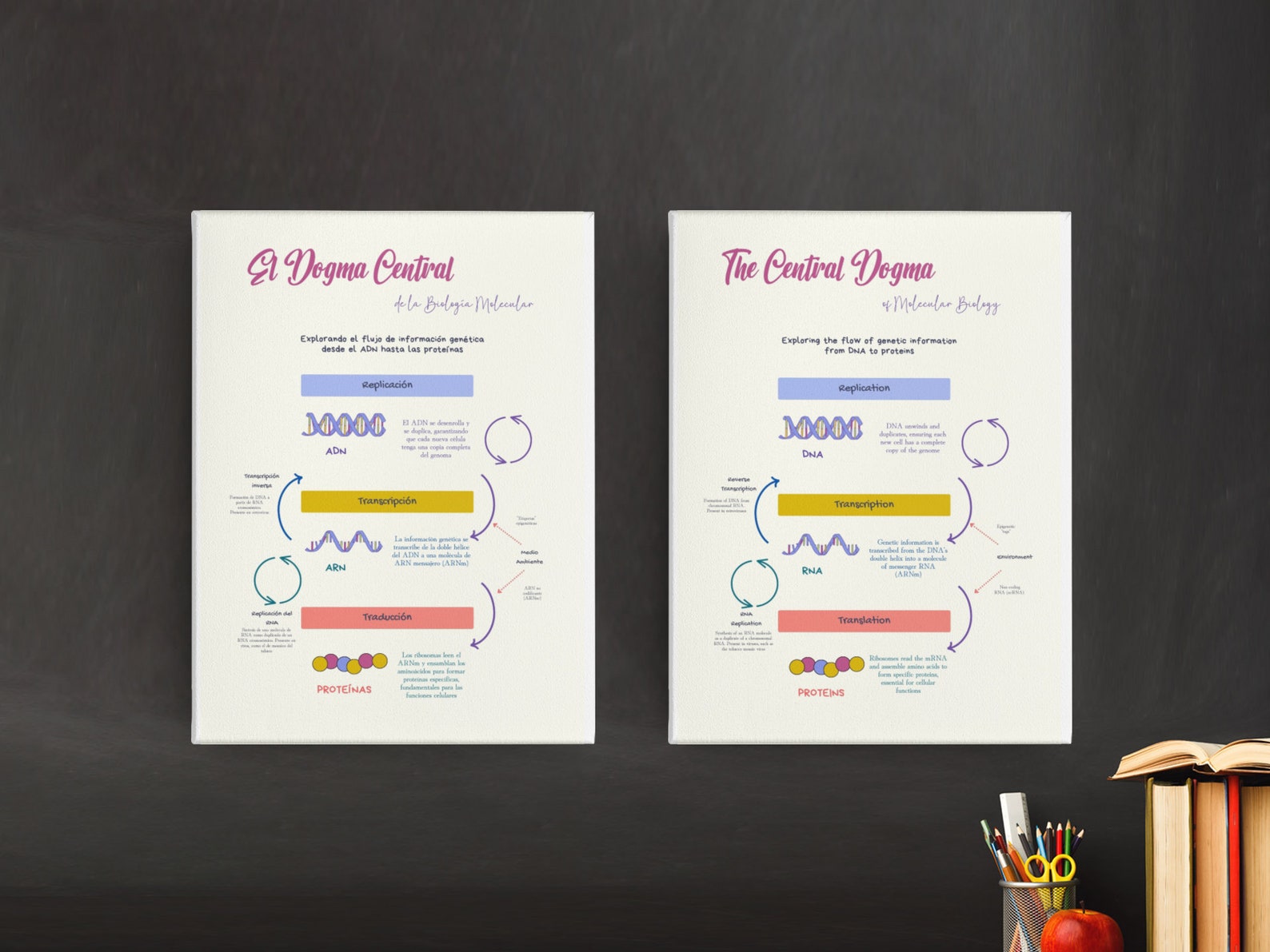 Bilingual Poster Set "the Central Dogma of Molecular Biology" for ...
