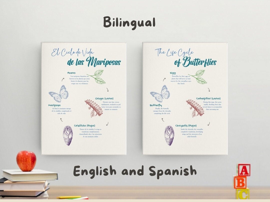 Bilingual Poster Set of the Life Cycle of Butterflies in English and ...