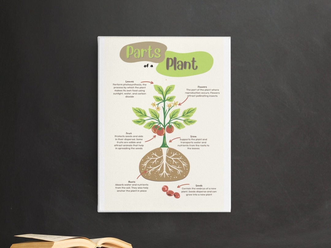 Educational Poster of the Parts of a Plant in English, Teaching ...