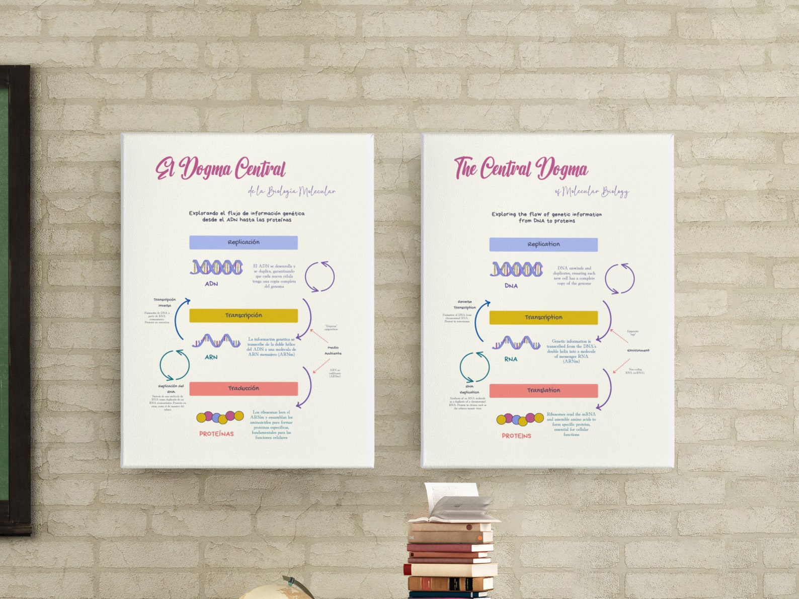 Bilingual Poster Set "the Central Dogma of Molecular Biology" for ...