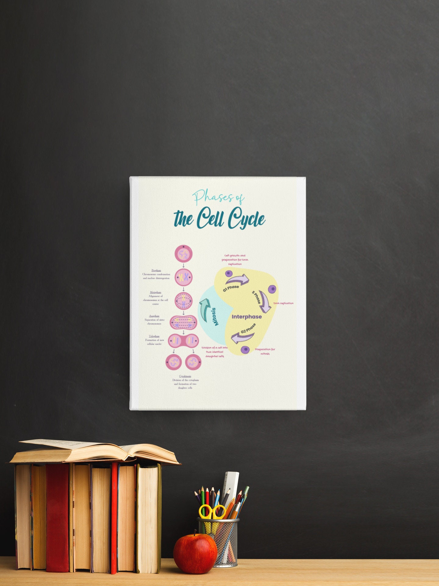 Bilingual Cell Cycle Poster Set in English and Spanish - High ...
