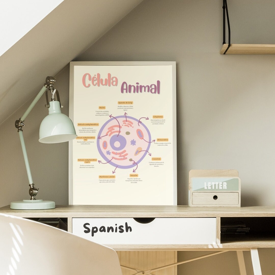 Animal Cell Poster in Spanish Digital Download for Science Education ...