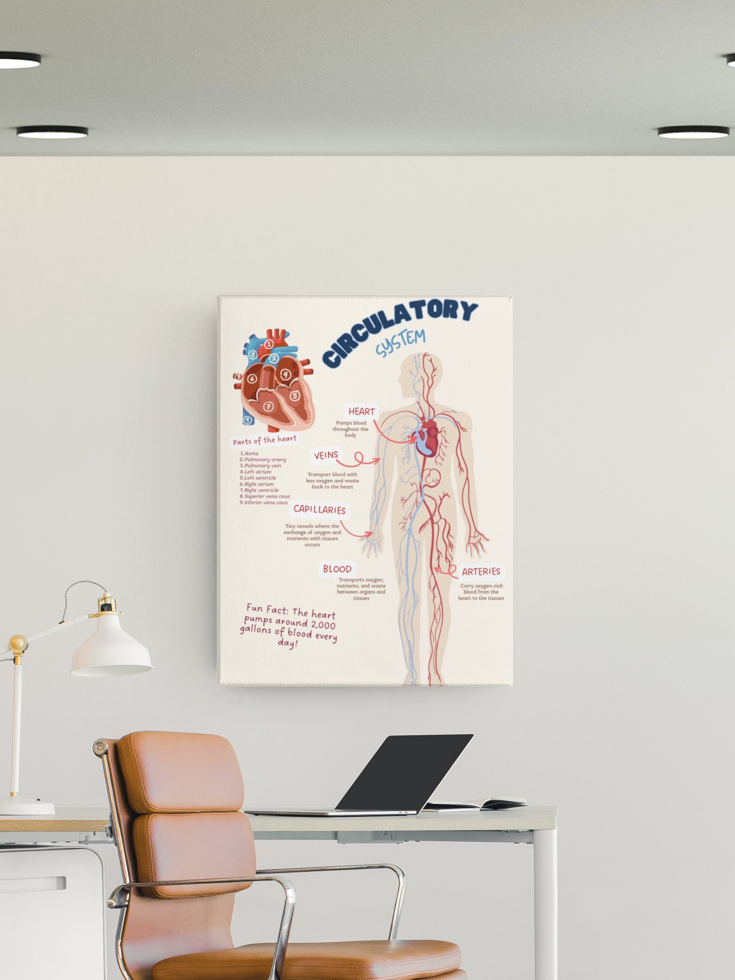Circulatory System Poster Set in Spanish and English for Classrooms and ...
