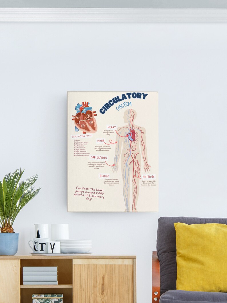 Circulatory System Educational Poster in English - Ideal for Classrooms ...