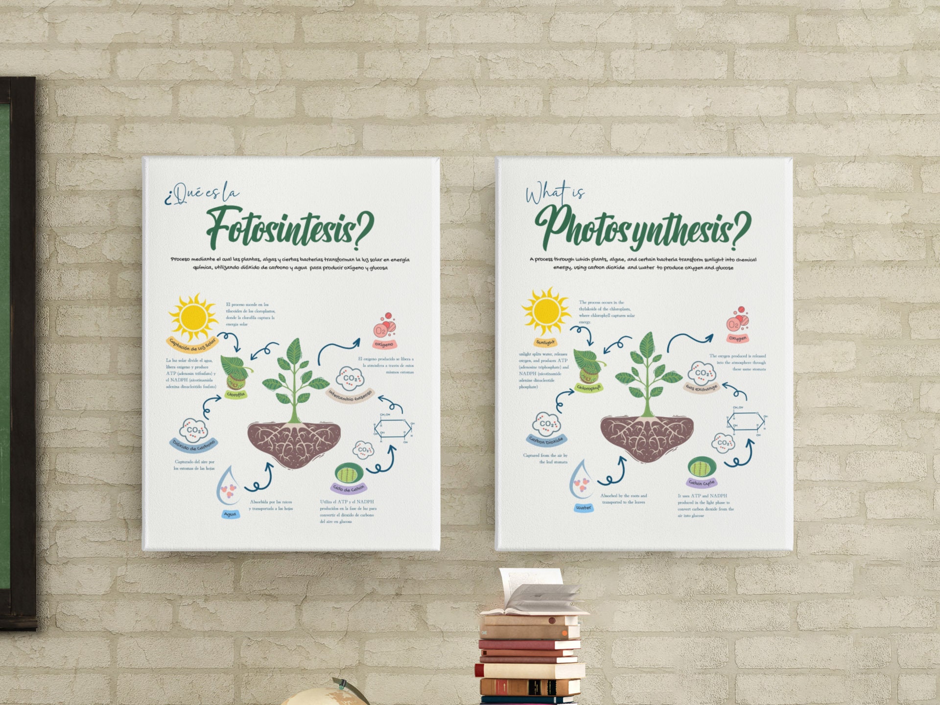 Bilingual Educational Posters for Kids - Explore Photosynthesis in ...