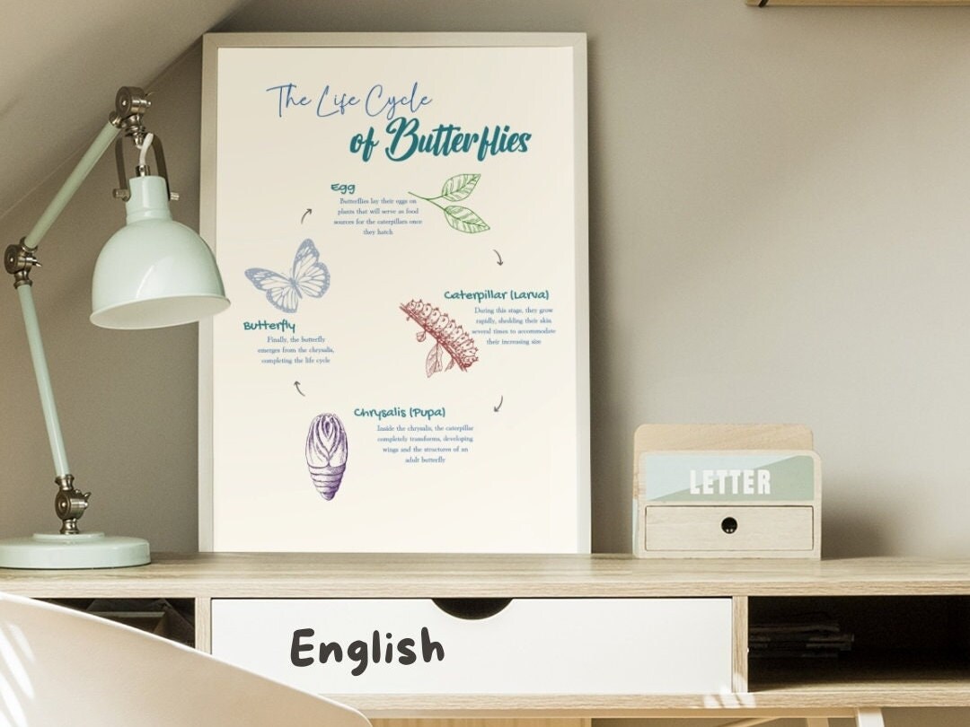 Butterfly Life Cycle Poster in English - Digital Download for Bilingual ...