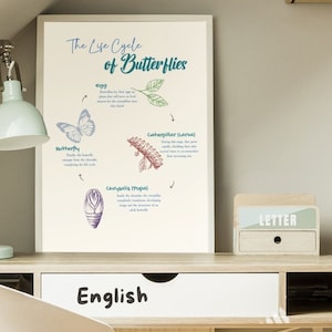 Butterfly Life Cycle Poster in English - Digital Download for Bilingual ...