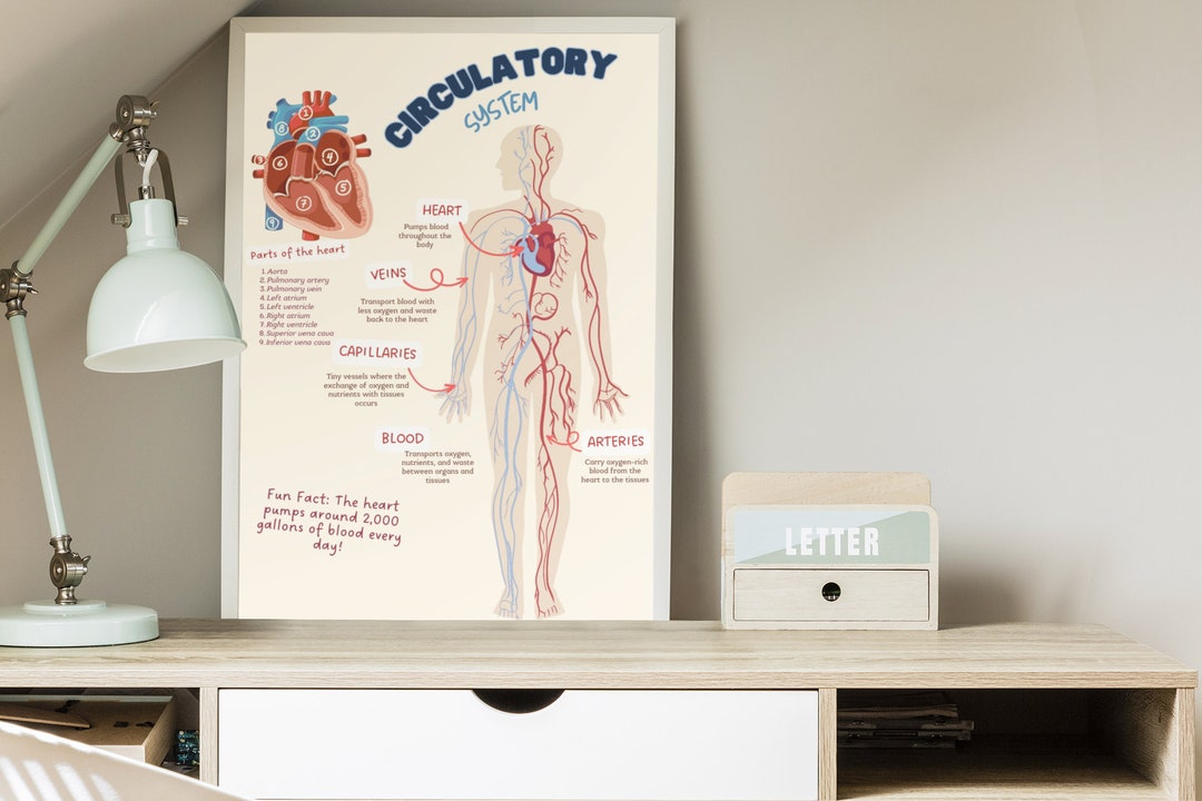 Circulatory System Educational Poster in English - Ideal for Classrooms ...