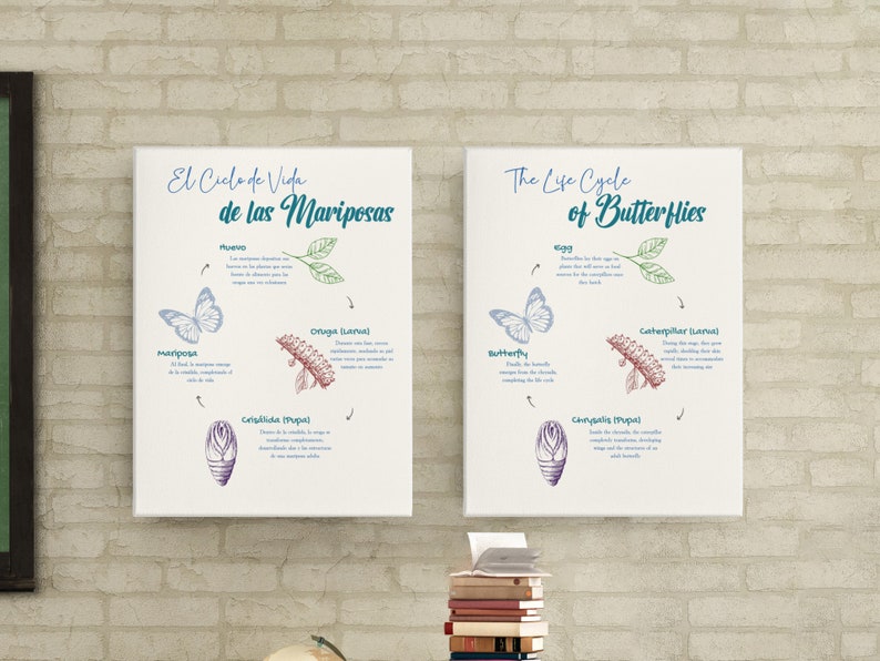 Bilingual Butterfly Life Cycle Poster Set in English and Spanish ...