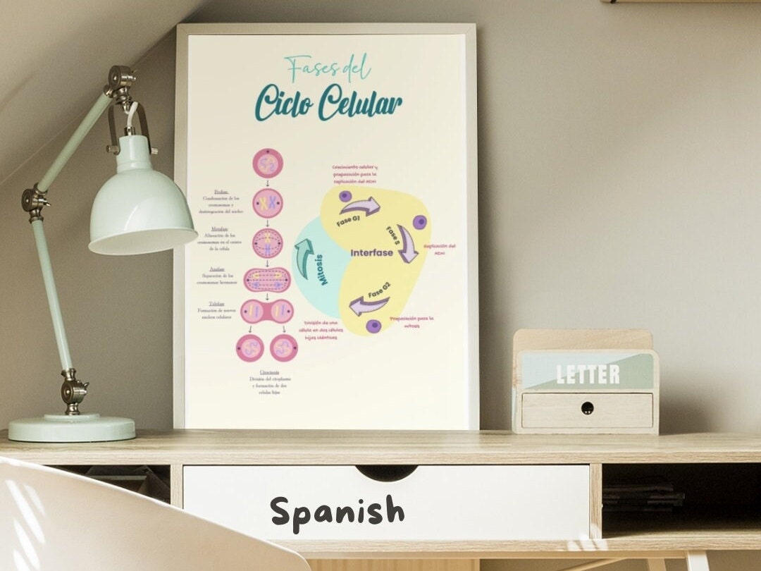 Educational Poster of the Cell Cycle in Spanish Digital Download for ...