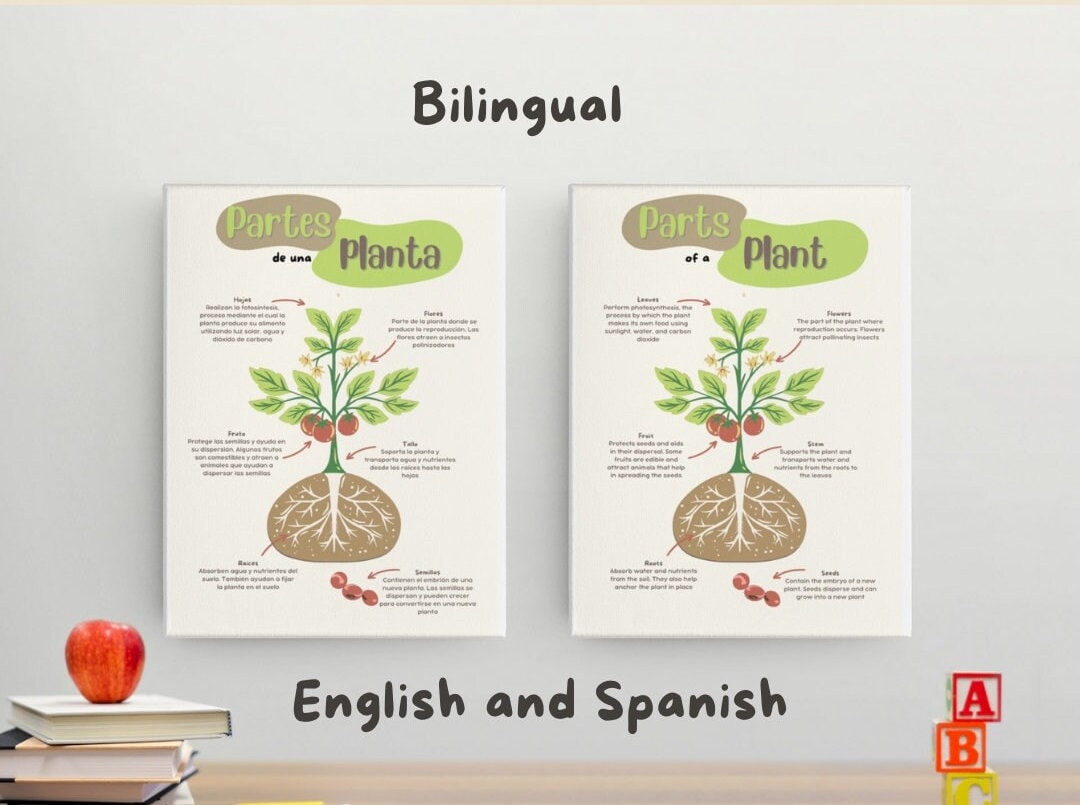 Botany Bilingual Educational Poster, English and Spanish Classroom ...