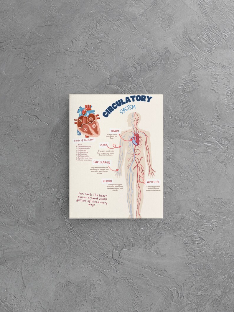 Educational Poster in English of the Circulatory System - Ideal for ...