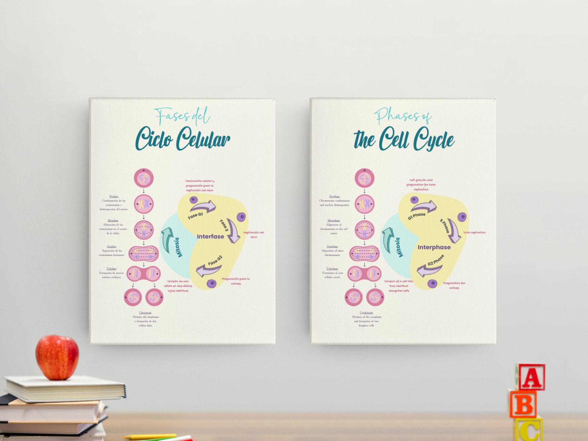 Bilingual Cell Cycle Poster Set in English and Spanish - High ...