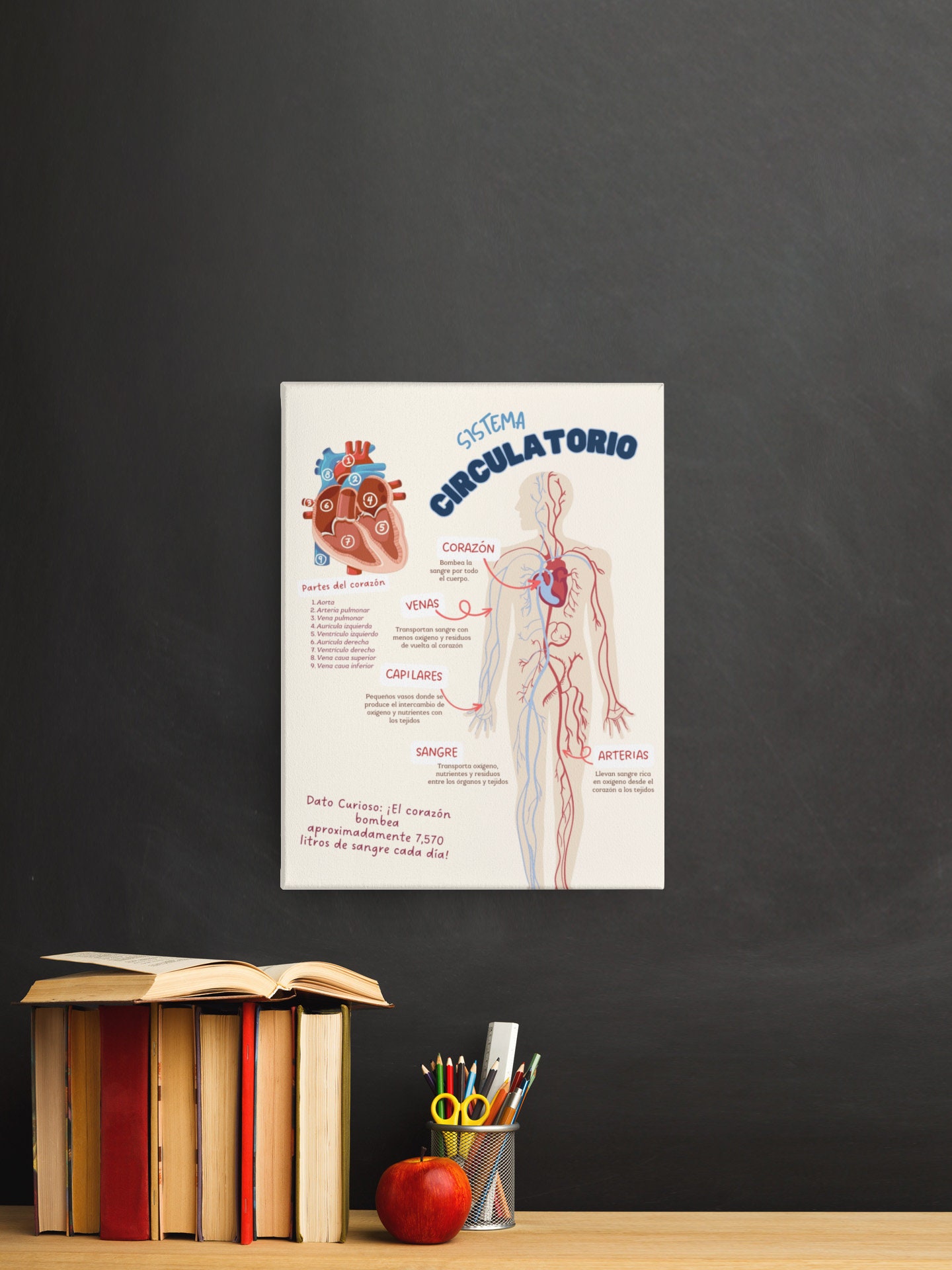 Circulatory System Poster Set in Spanish and English for Classrooms and ...