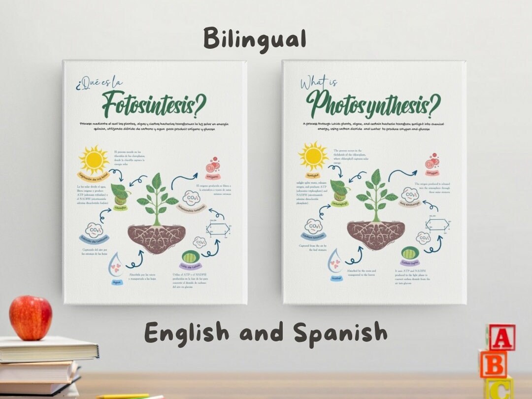 Bilingual Educational Posters for Kids - Explore Photosynthesis in ...