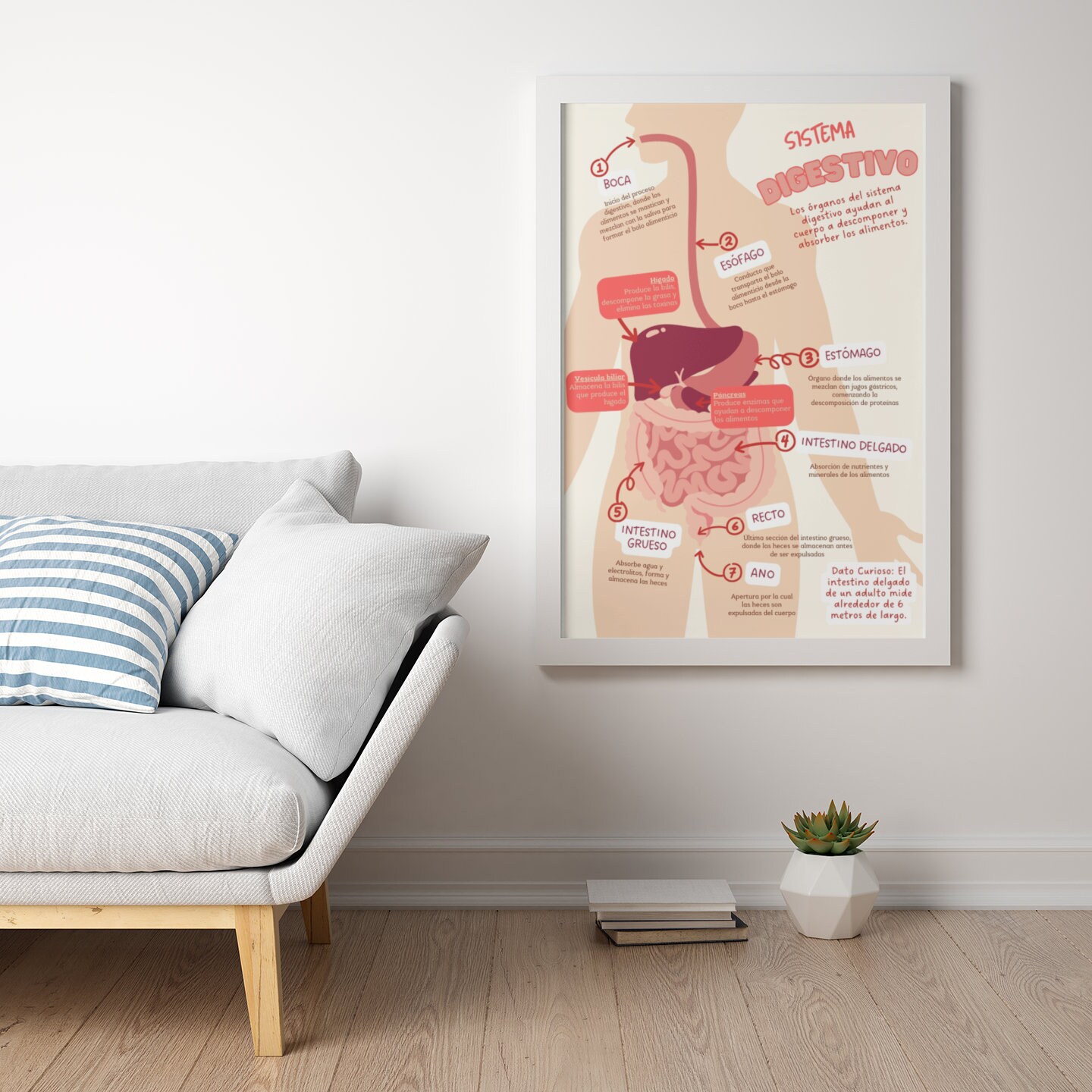 Detailed Digestive System Poster in Spanish - Ideal for Education and ...