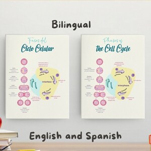 Bilingual Cell Cycle Poster Set in English and Spanish - High ...