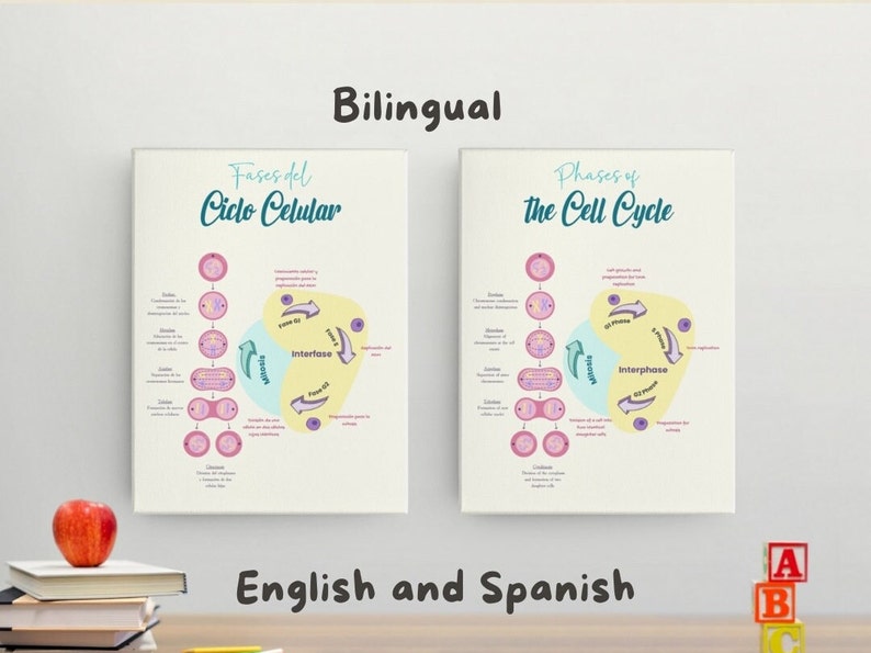 Bilingual Cell Cycle Poster Set in English and Spanish - High ...