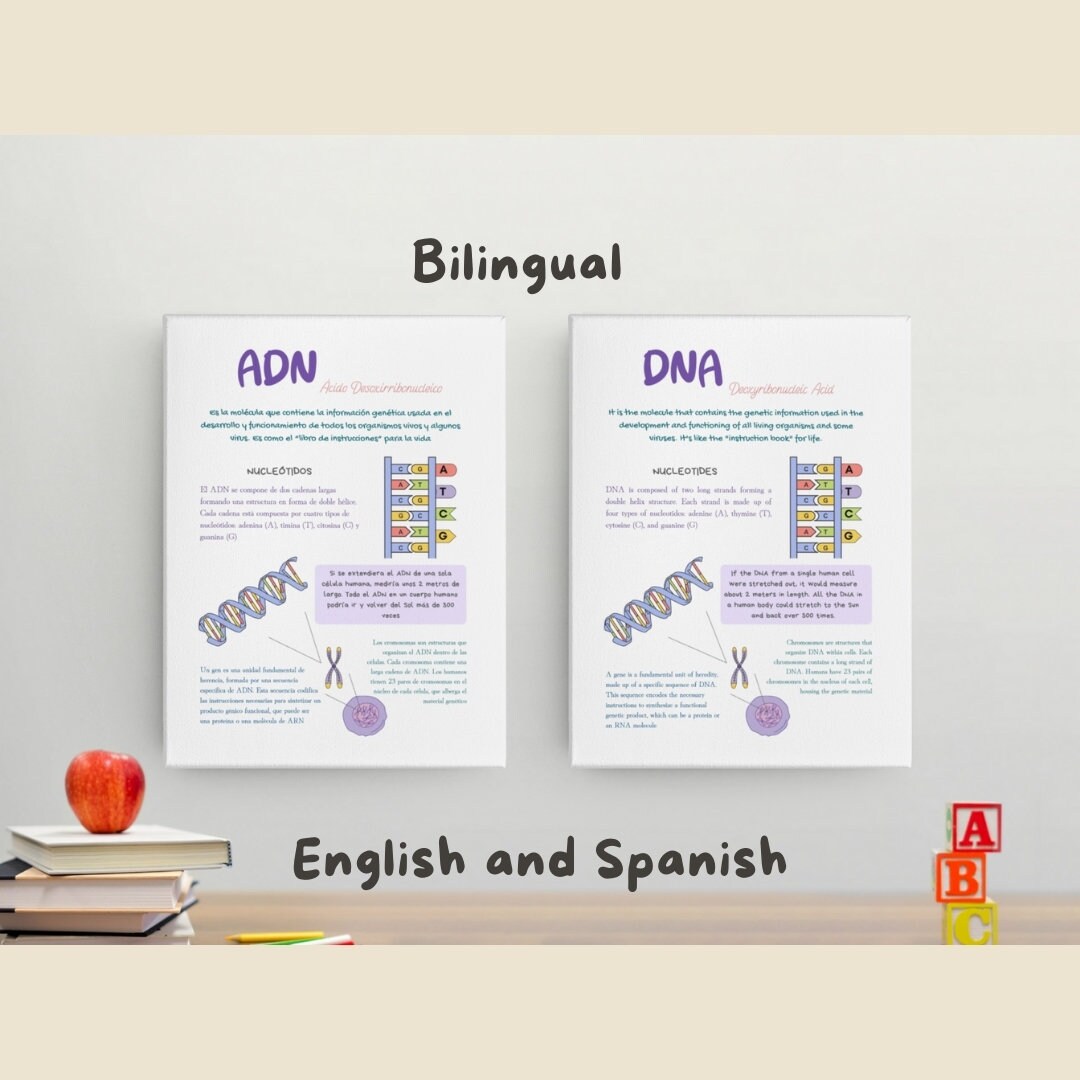 Bilingual Spanish/english DNA Educational Poster Set for Classroom ...