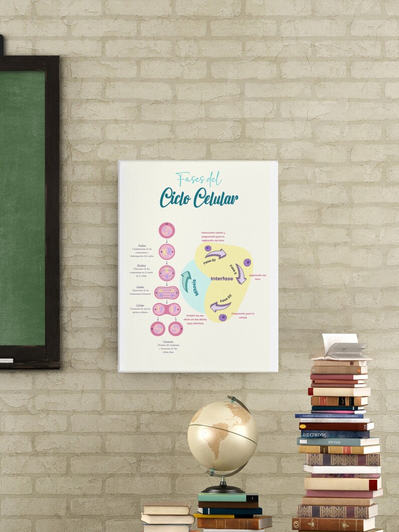 Educational Posters of the Cell Cycle in Spanish - Digital Download for ...