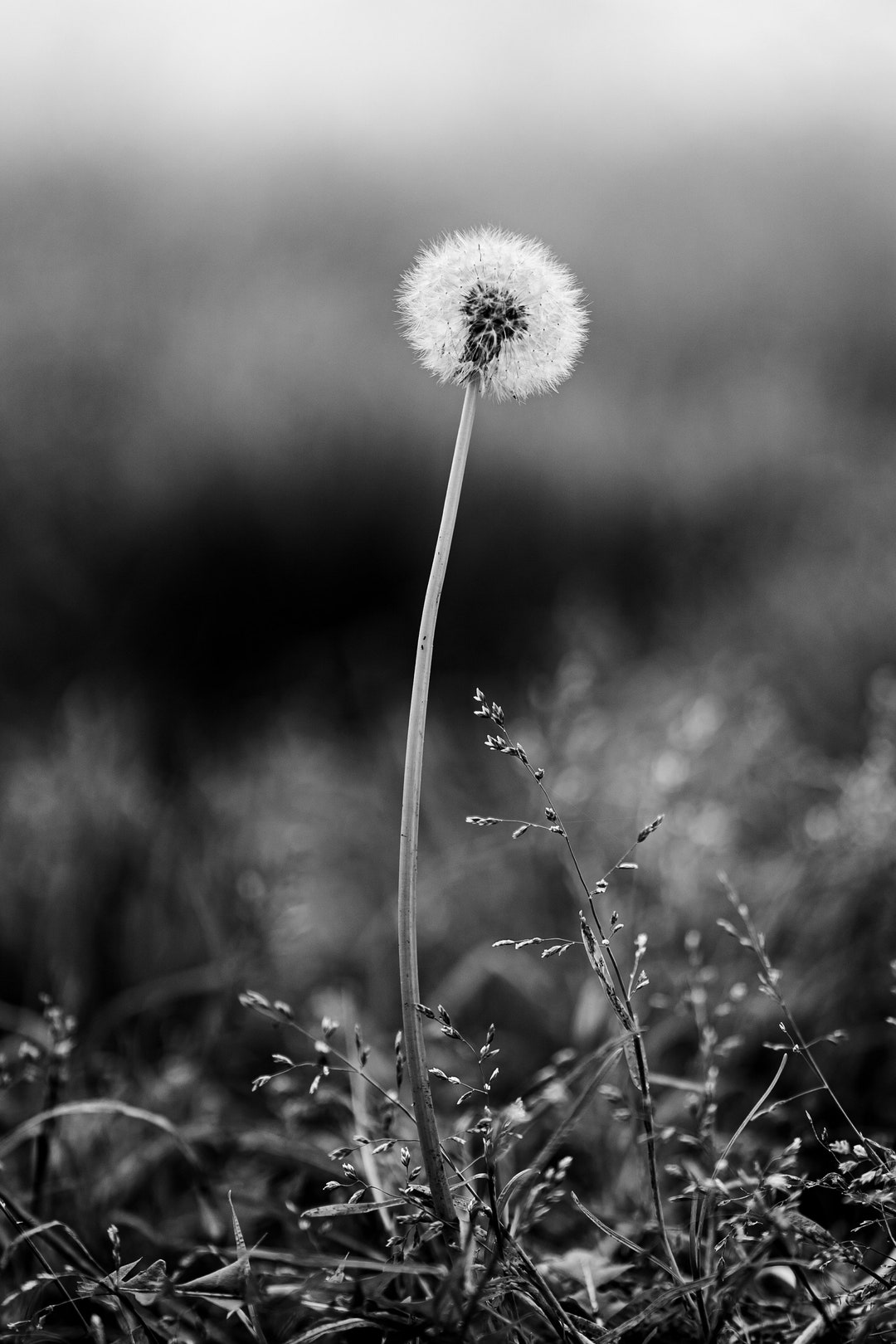 Dandelion Photograph: Minimalist Black and White Botanical Print - Etsy
