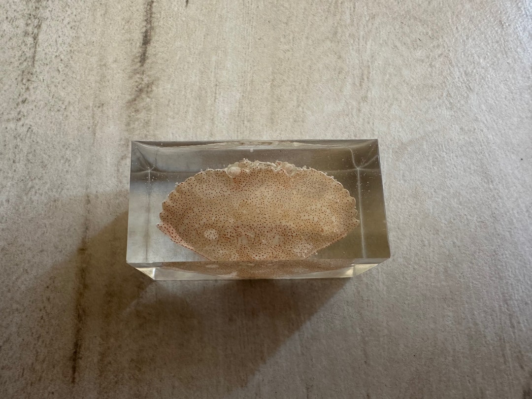 Crab Shell -epoxy Resin Cube - Etsy