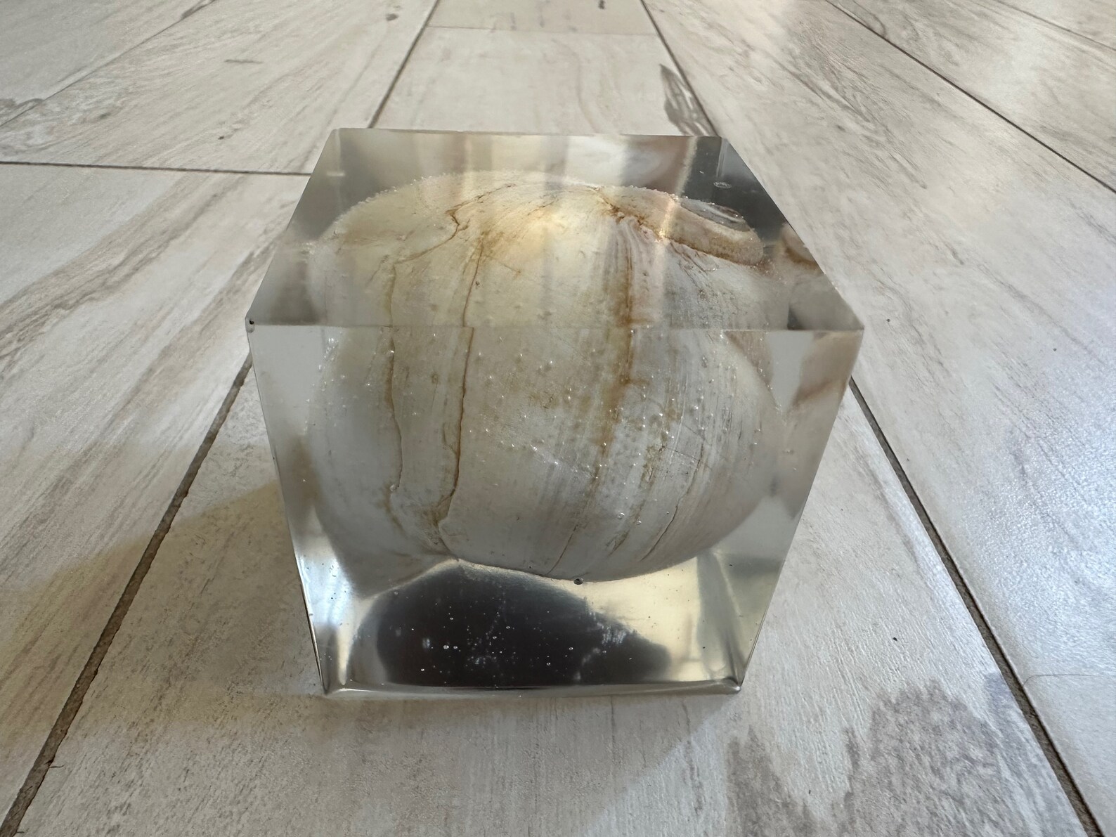 Large Sea Shell -epoxy/resin Cube - Etsy
