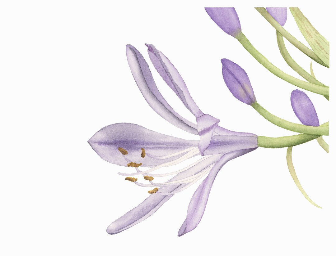 Agapanthus Watercolor Print - Etsy