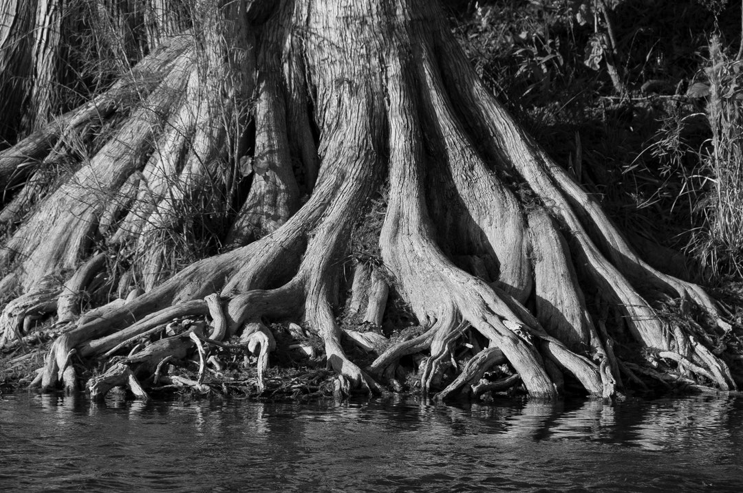 Tree Roots in Winter at River Black and White Photo Fine Art Print ...