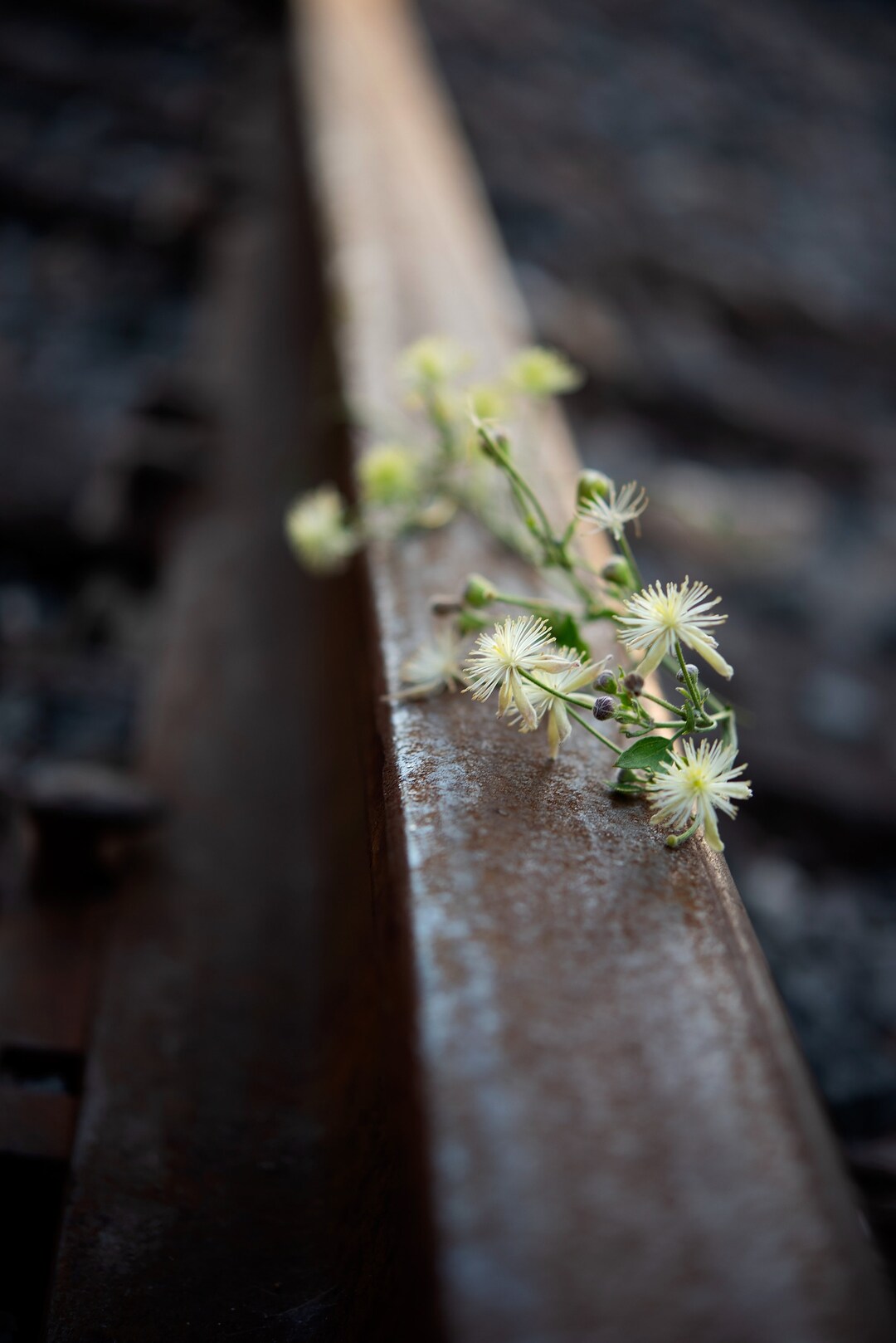 Flowers on an Abandoned Railroad Track, Color Photo, Fine Art ...