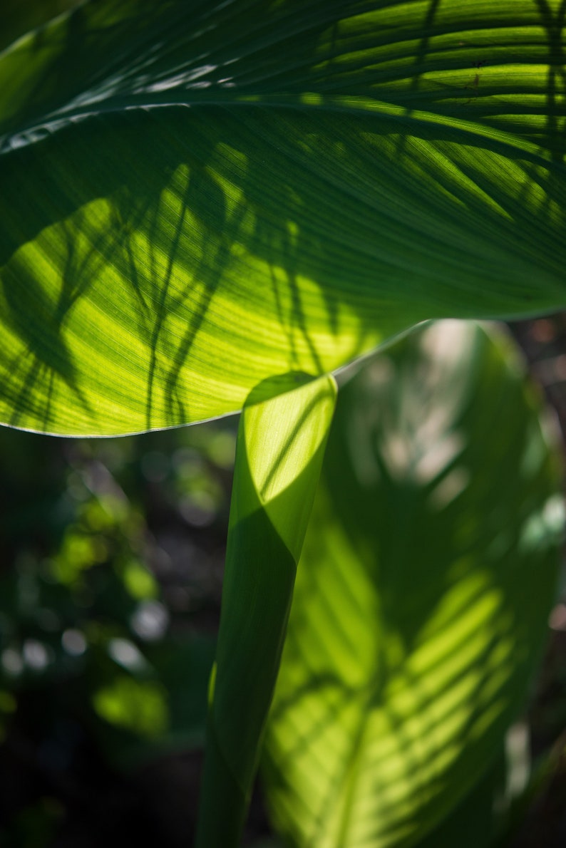 Giant Leaves, Color Photo, Fine Art Photography, Giclee Paper - Etsy