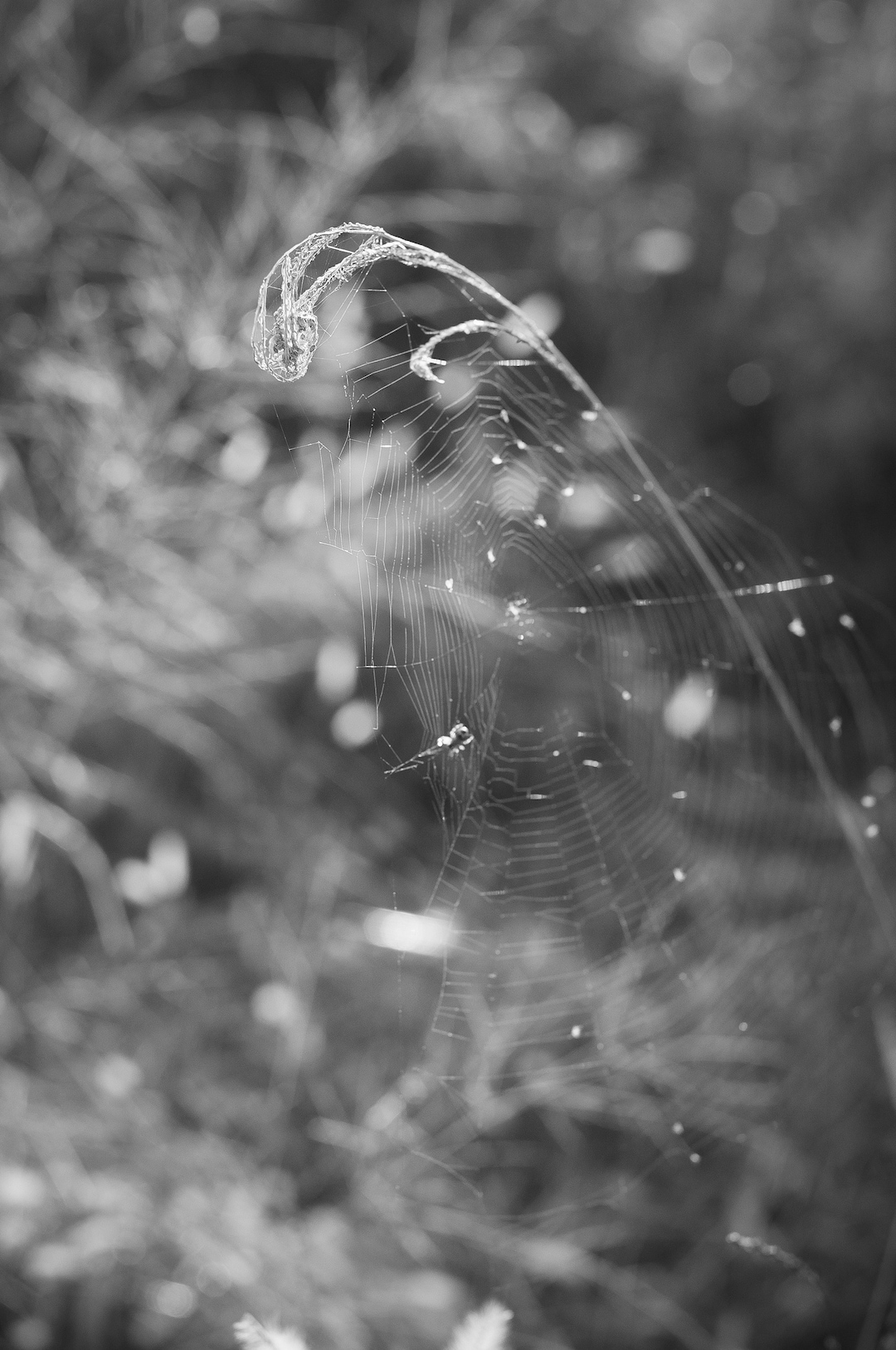 Spider Web Weed, Black and White Photo, Fine Art Print Giclee Print - Etsy