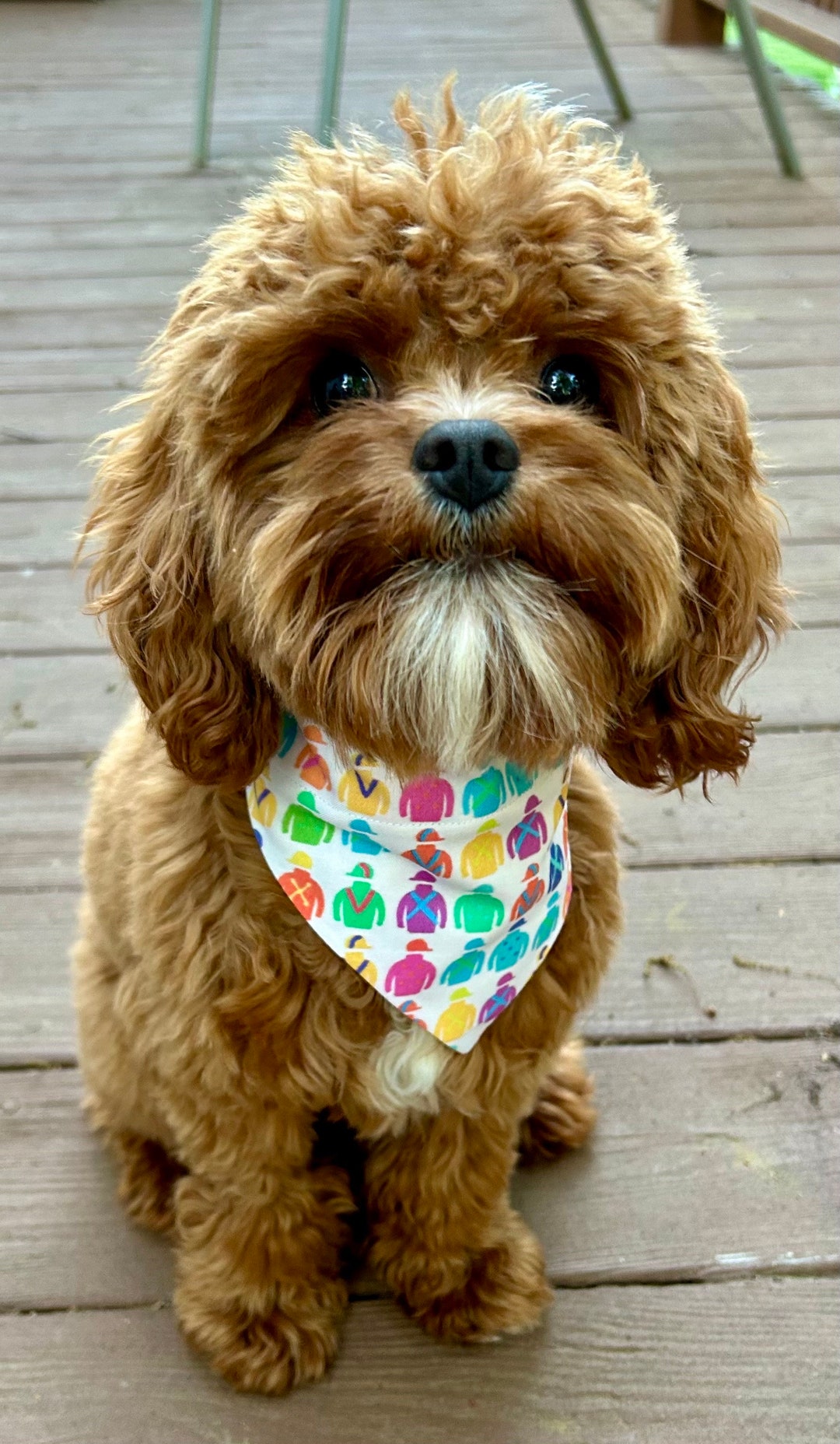 Jockey Silks Derby Dog Bandana * Kentucky Dog Bandana * Horse Dog ...