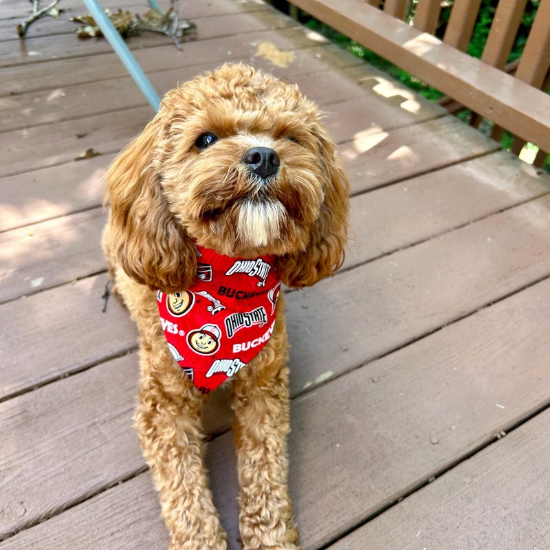 Ohio State Dog - Etsy
