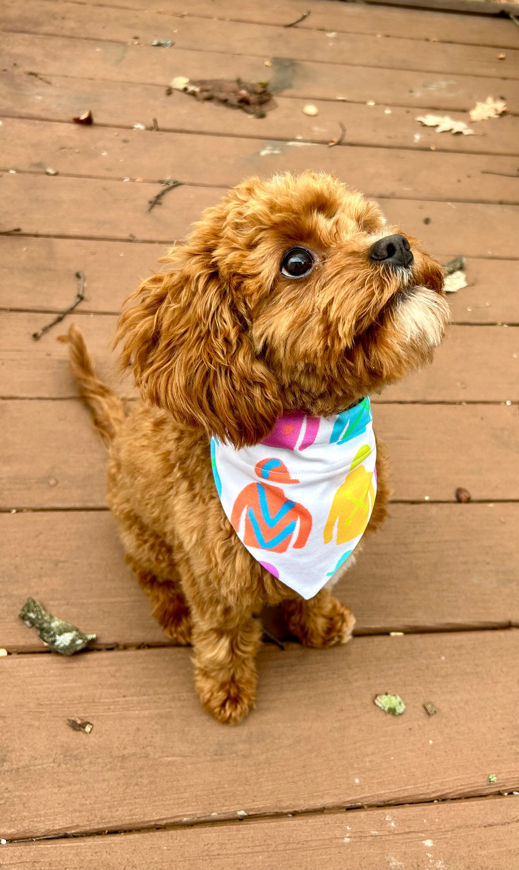 Jockey Silks Derby Dog Bandana Kentucky Dog Bandana Horse Dog Bandana ...