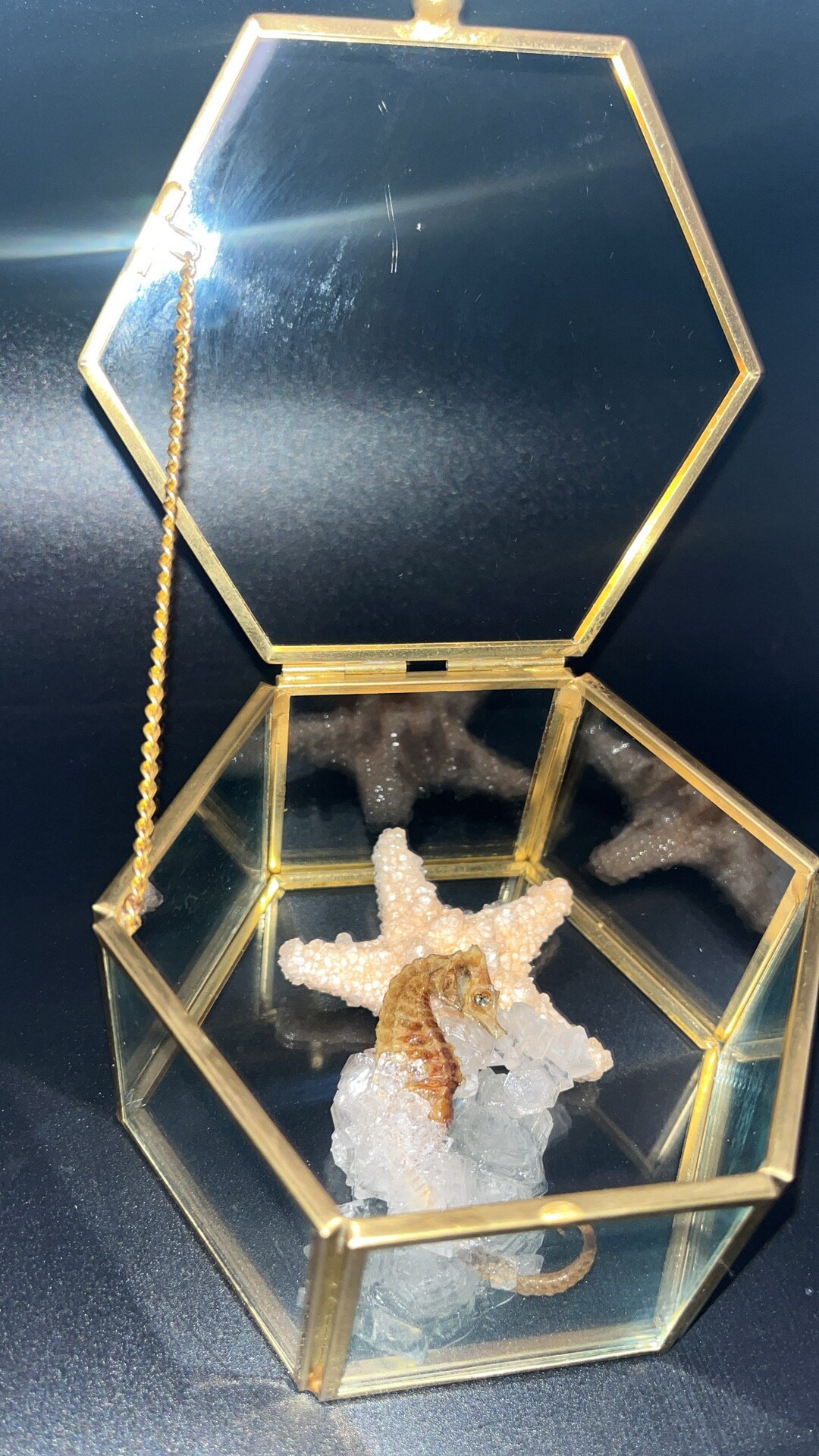 Crystallized Seahorse and Crown Starfish in a Glass Display Case - Etsy