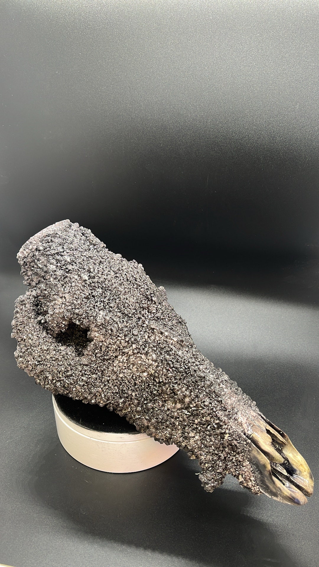 Crystallized and Dyed Hog Skull - Etsy