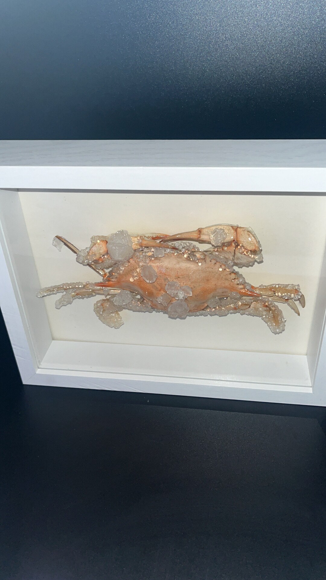 Crystallized Blue Crab in Shadow Box - Etsy