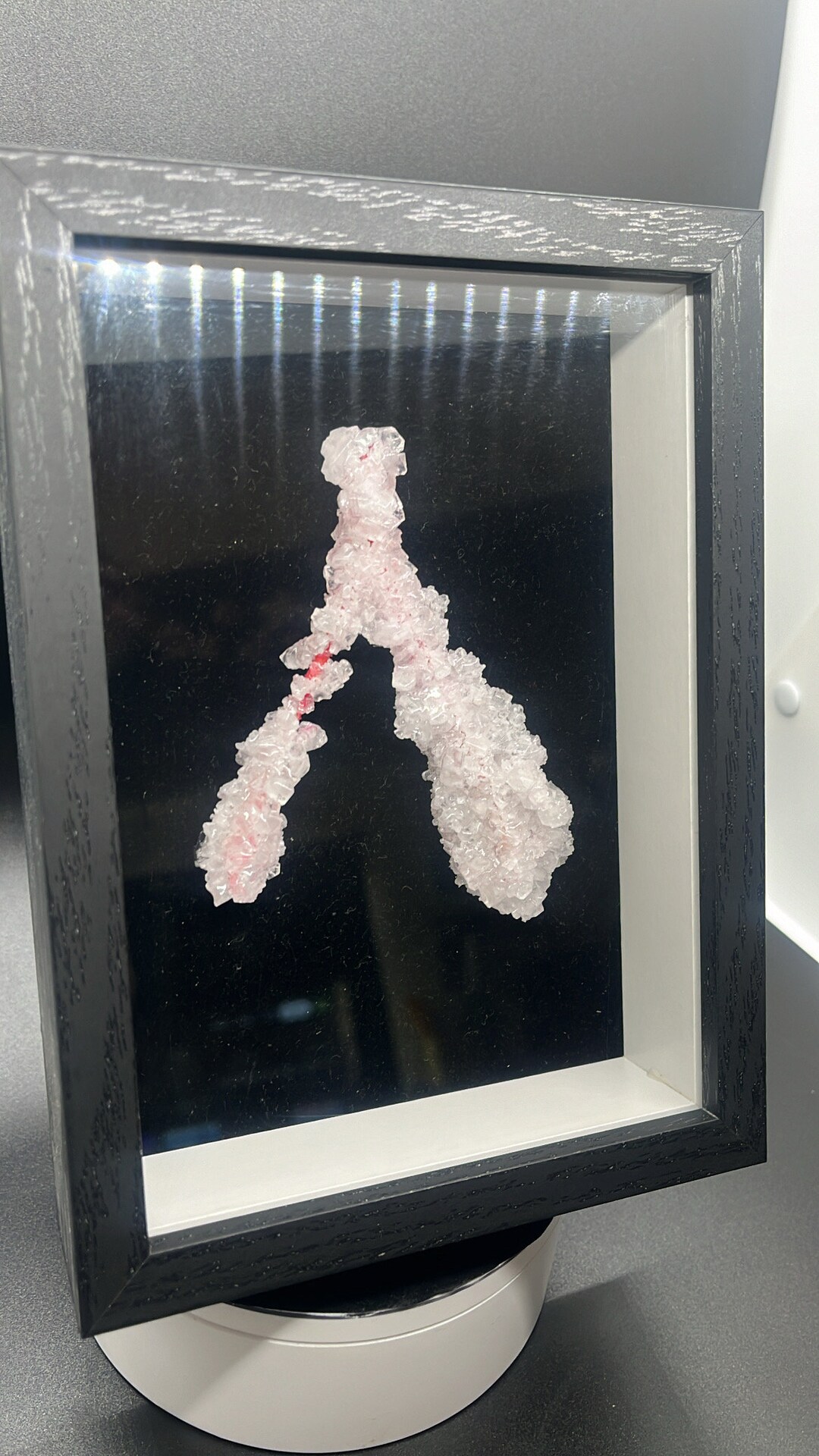 Crystallized Wishbone in Shadow Box - Etsy