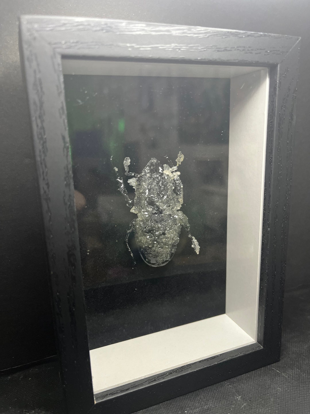 Crystal Stag Beetle With Choice of Colored Shadow Box - Etsy