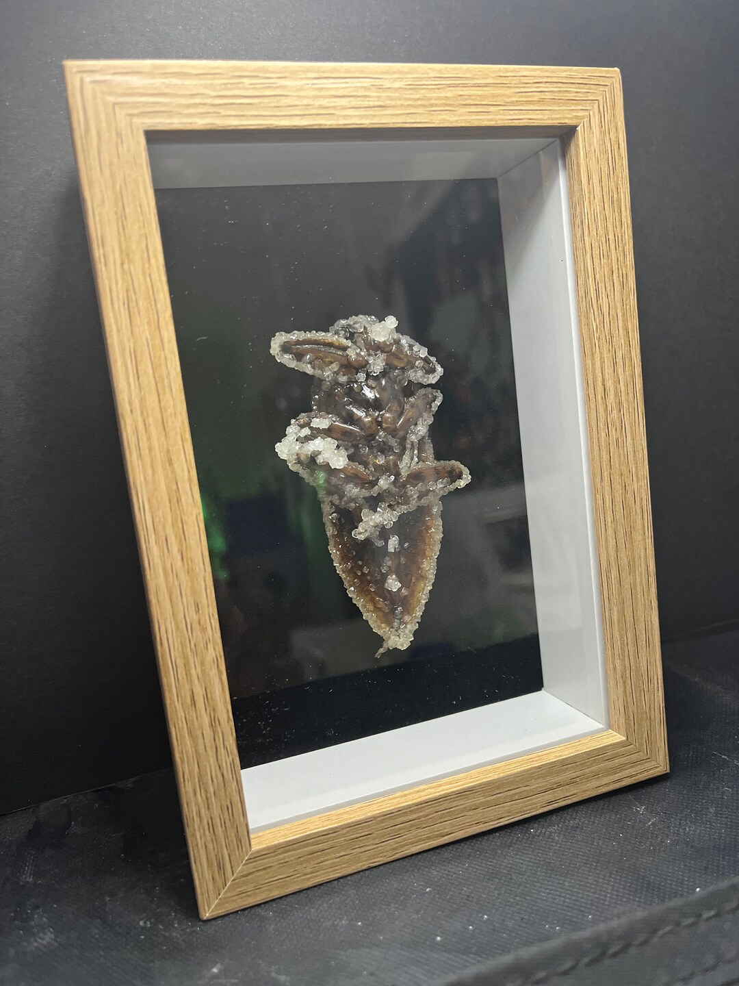 Crystal Water Beetle With Choice of Colored Shadow Box - Etsy