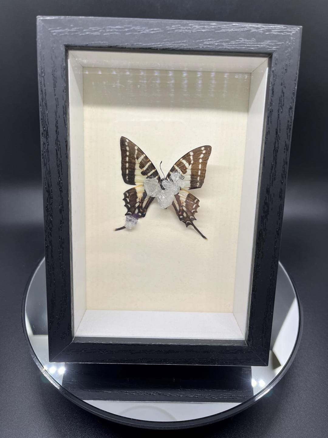 Crystallized Butterfly in Shadow Box - Etsy