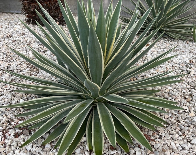 Agave Angustifolia Marginata, Caribbean Agave, Medium Agave, Drought ...