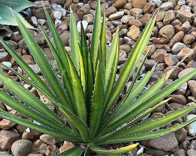 Agave Lophanta, Bicolor, Rare Skinny Leaf Variety, Drought Tolerant ...