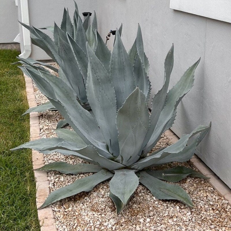 Metal Agave - Etsy
