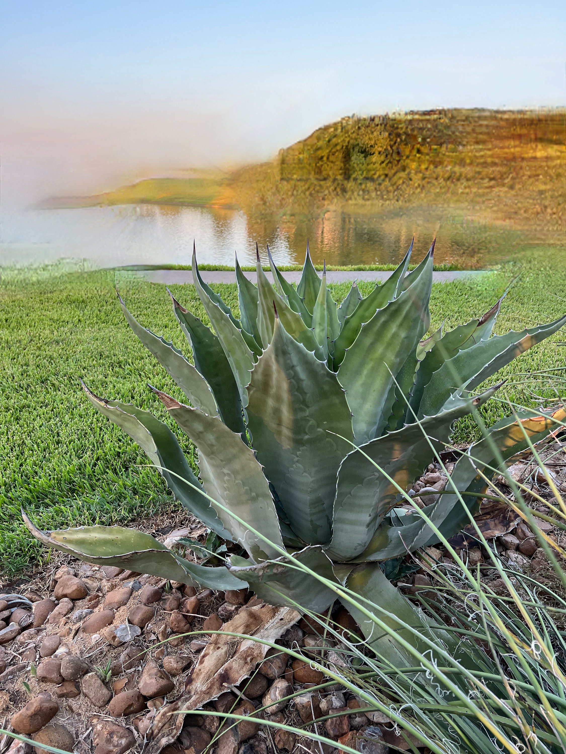 Agave Marmorata marbled Agave, Rare Agave - Etsy