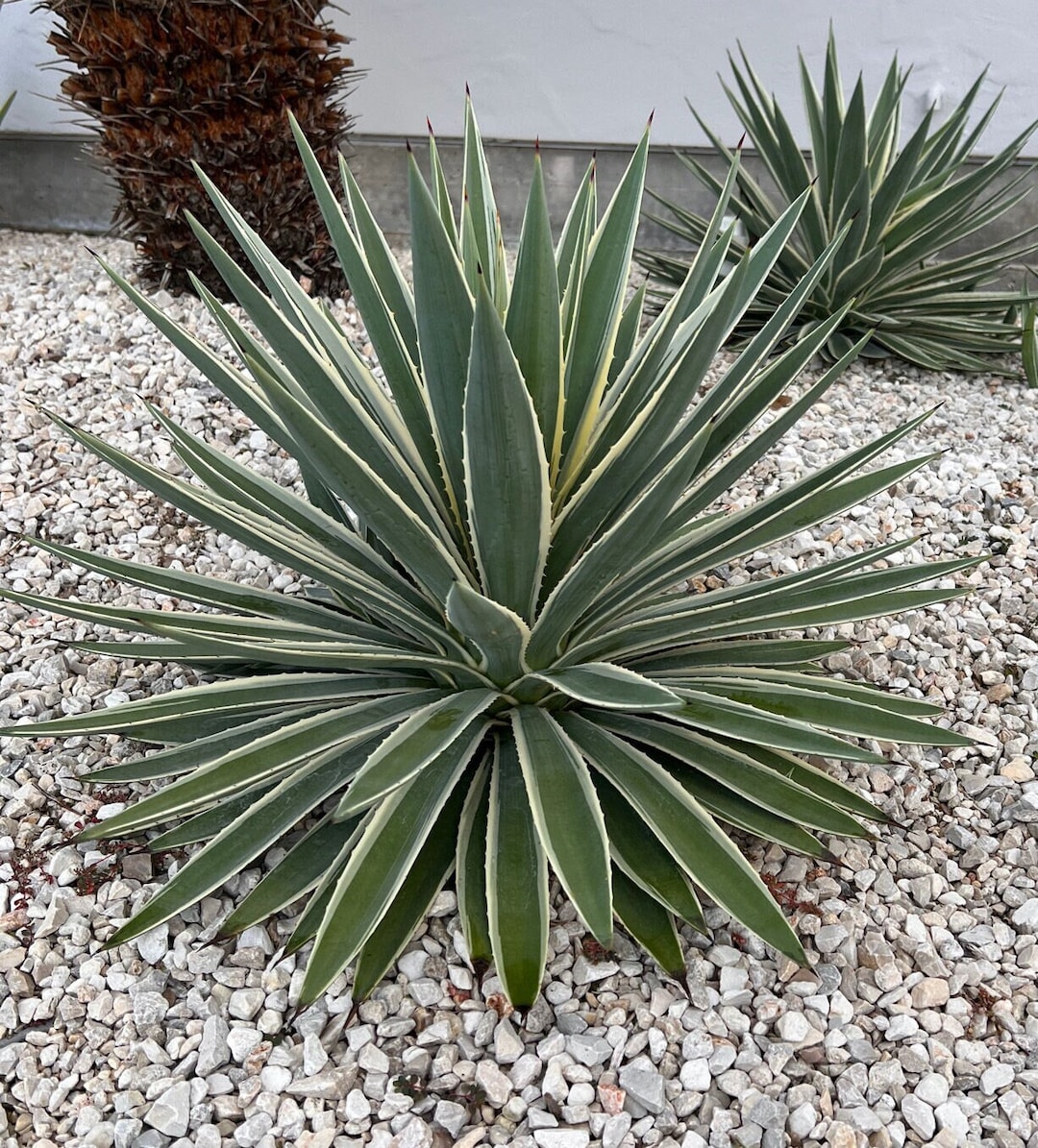 Agave Angustifolia Marginata, Caribbean Agave, Medium Agave, Drought ...