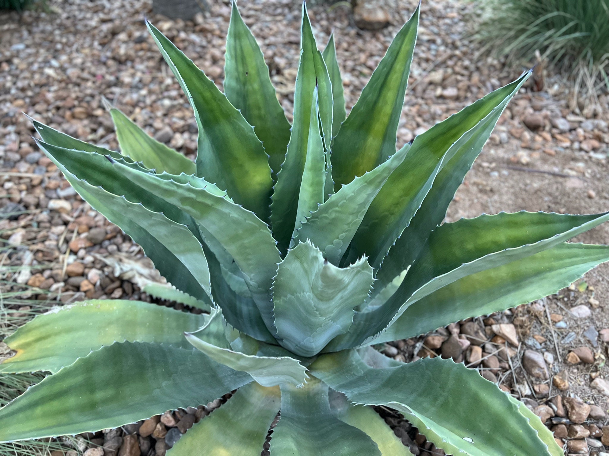 Agave Marmorata marbled Agave, Rare Agave - Etsy