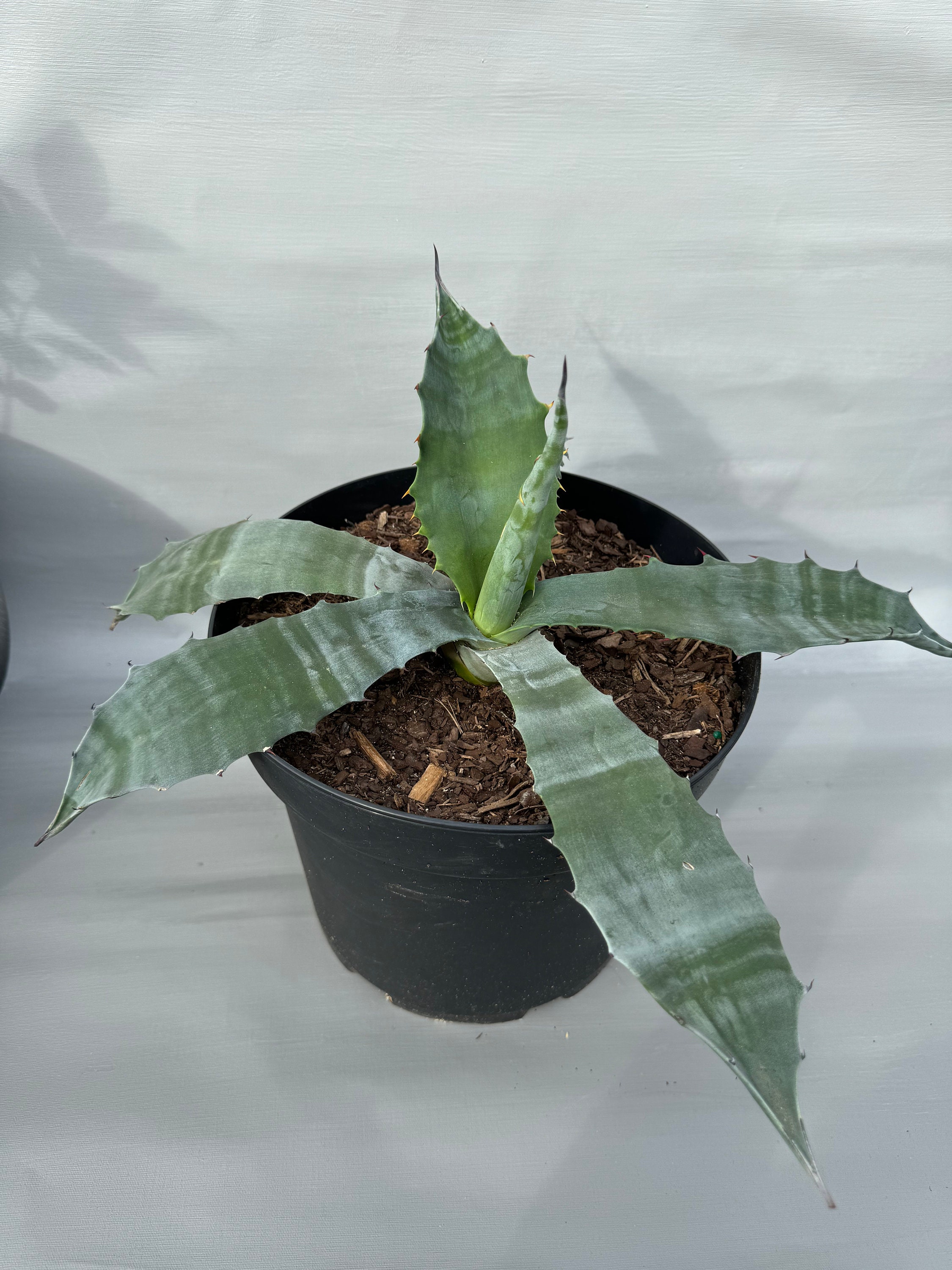 Agave Marmorata marbled Agave, Rare Agave - Etsy