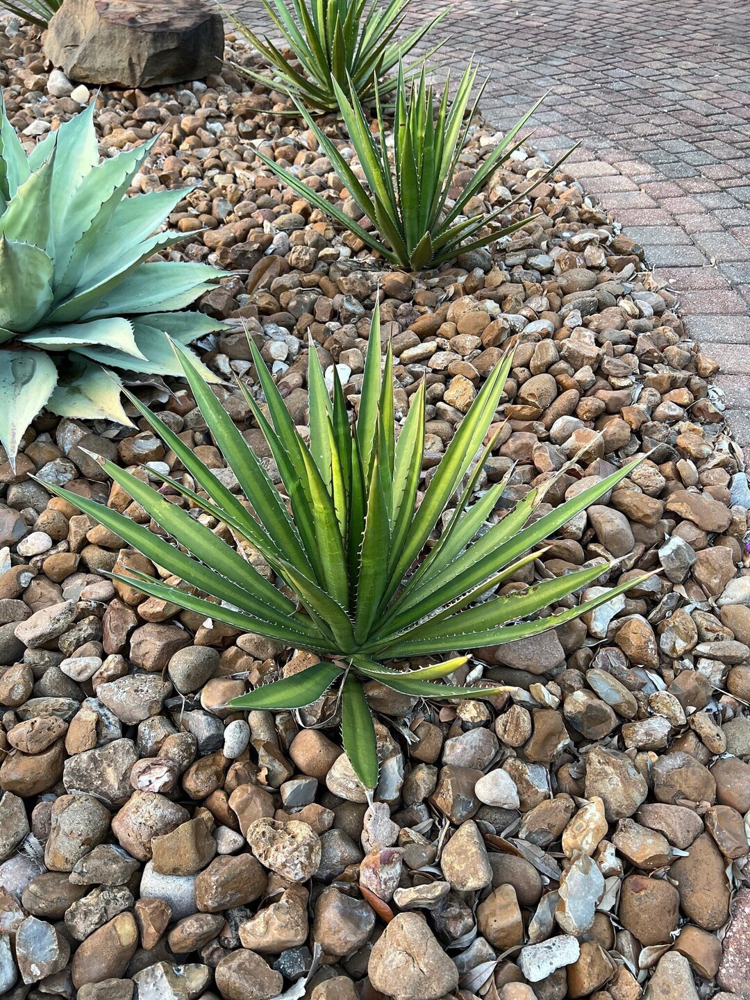 Agave Lophanta, Bicolor, Rare Skinny Leaf Variety, Drought Tolerant ...